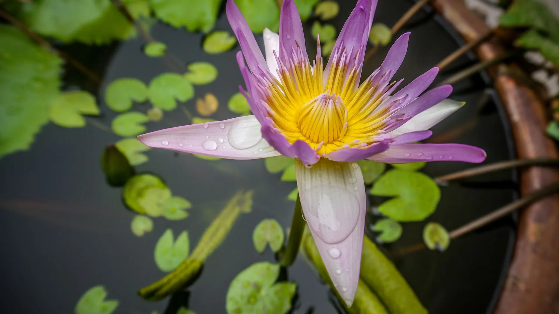 La culture du lotus en pot, de la graine à la fleur - RTBF Actus