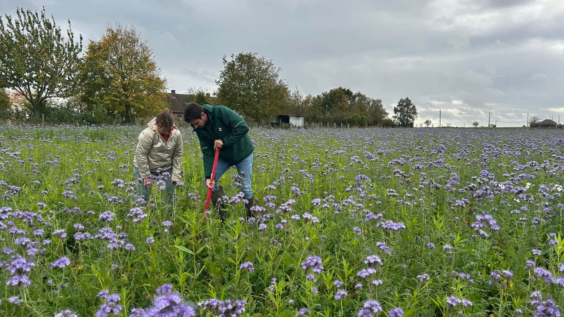 La campagne se pare de mauve : connaissez-vous la phacélie, cette fleur ...
