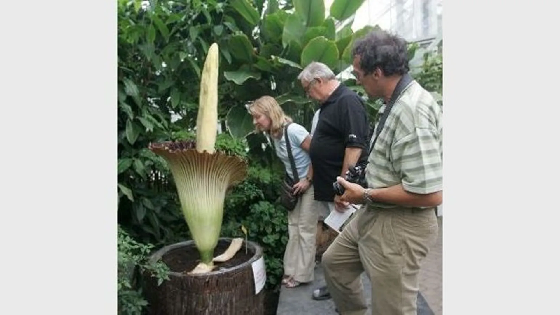 Le 'plus grand Arum titan au monde' est belge - RTBF Actus