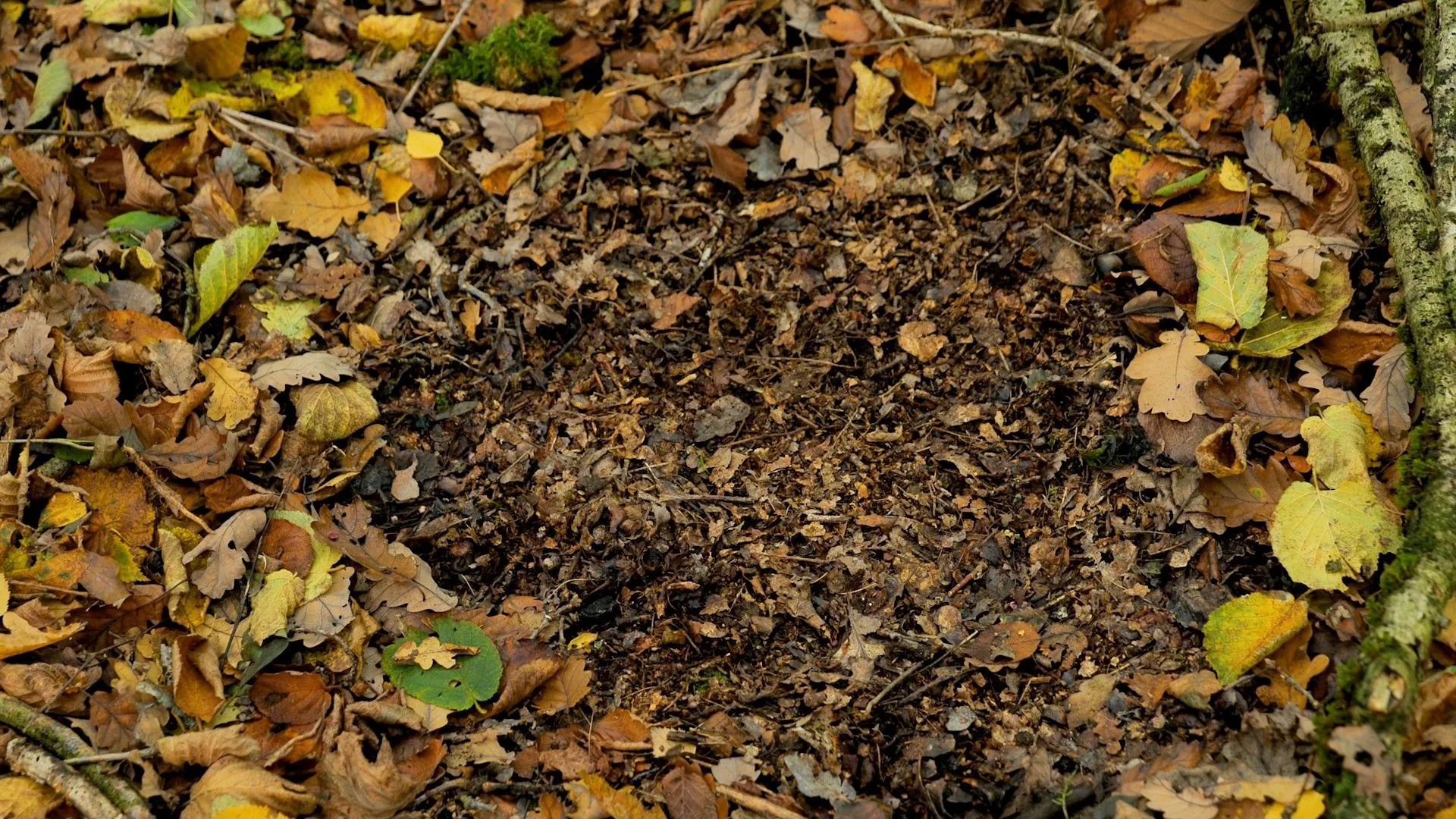 7 conseils pour partir sur la piste du chevreuil - RTBF Actus