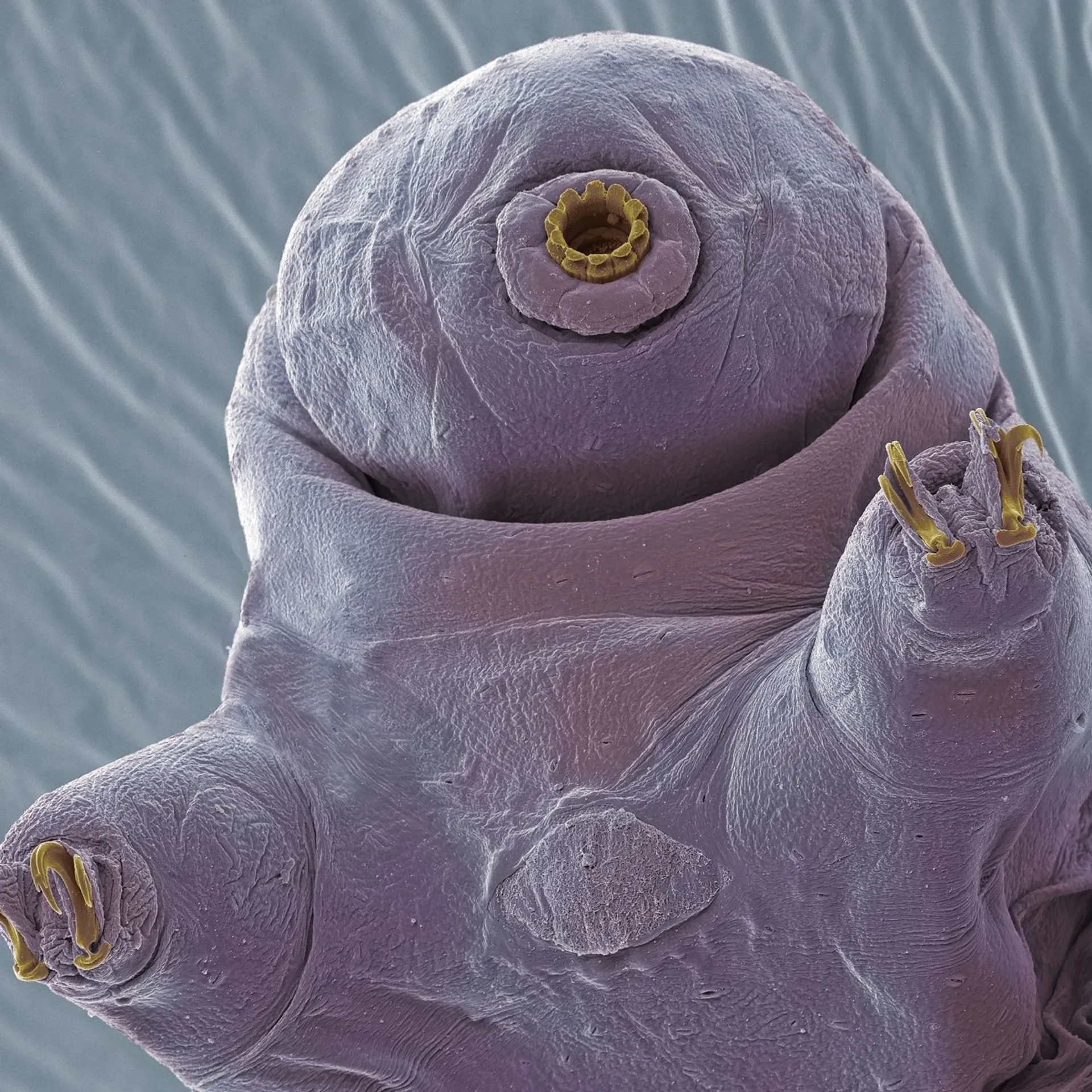 Animal quasi immortel ou fonctions reproductives étonnantes : ces ...