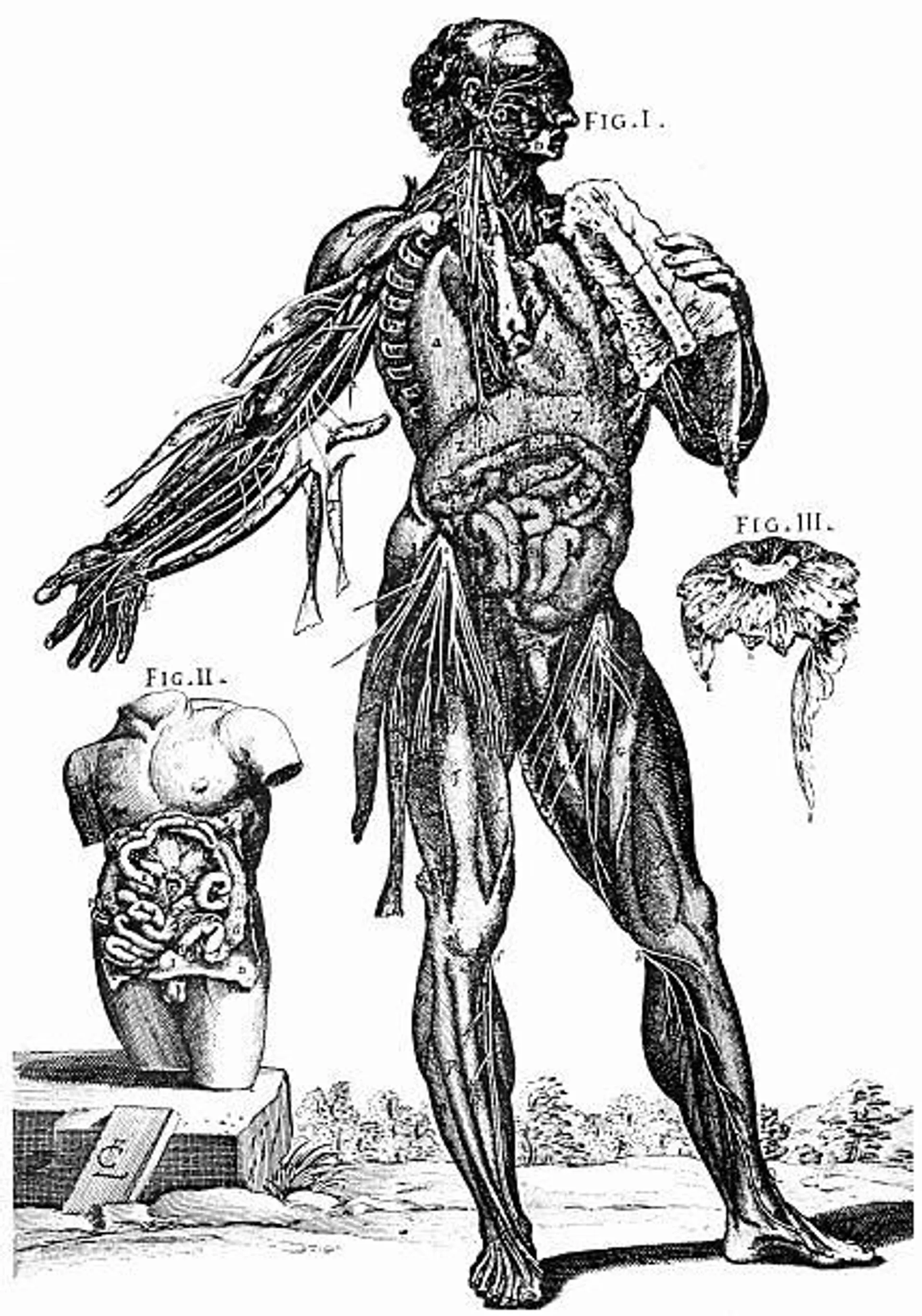 Andreas Wytinck van Wezel dit Vésale, le père de l'anatomie moderne ...