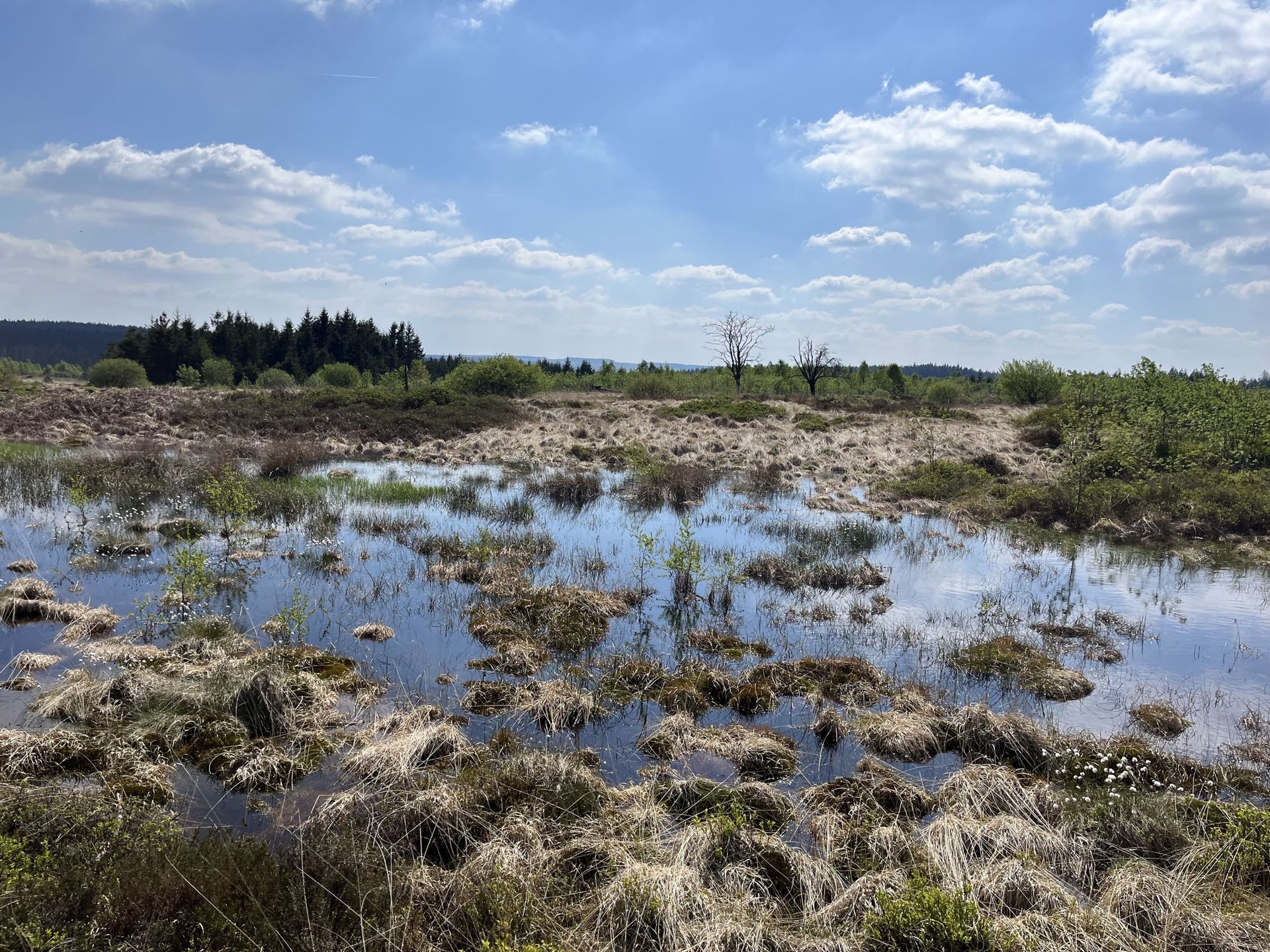 Restauration des tourbières des Hautes Fagnes : des résultats ...