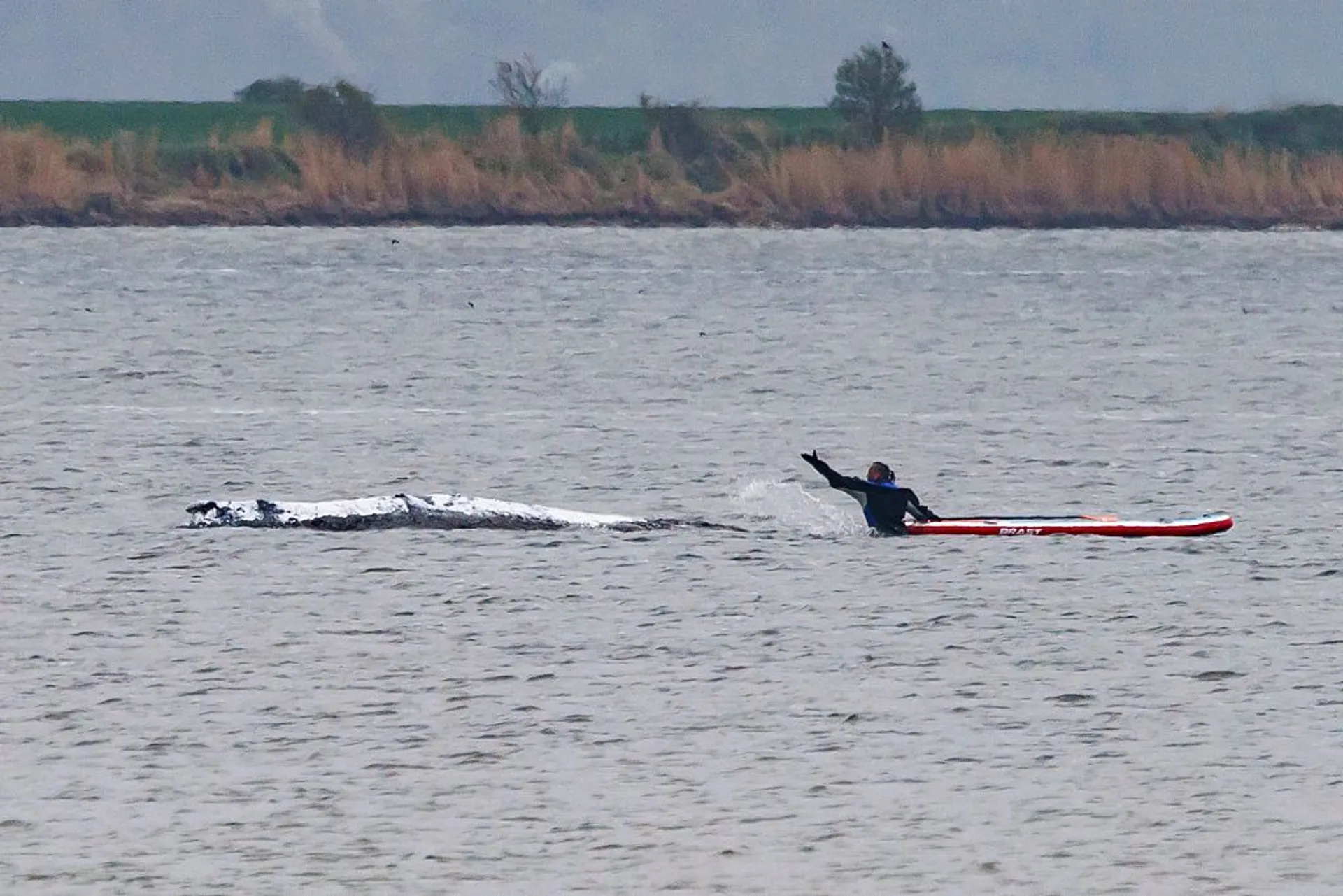 Baleine Timmy : pourquoi son sauvetage divise autant experts et opinion ...