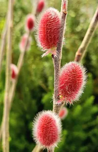 Aussi beaux qu'utiles : plantons des saules au jardin ! - RTBF Actus