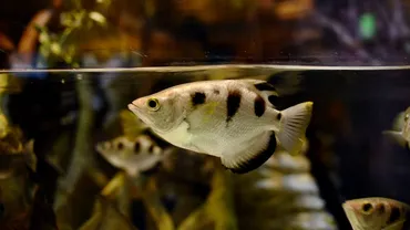 Avez-vous une mémoire de poisson rouge ? - RTBF Actus