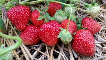 La culture des fraisiers : de la plantation à la récolte - RTBF Actus