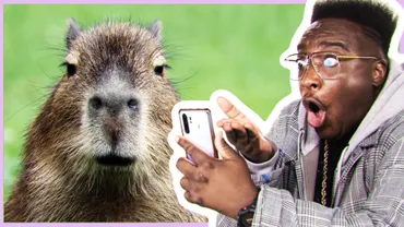 Capybara : c’est quoi cet animal qu’on voit partout sur internet ...