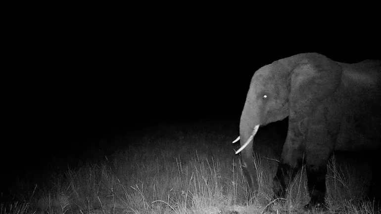 “Ghost Elephants”, sur les traces d’animaux mythiques avec Werner ...