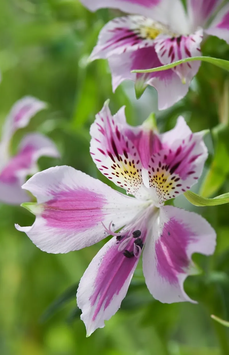 Un jardin fleuri de mai à décembre grâce à ces 5 vivaces - RTBF Actus