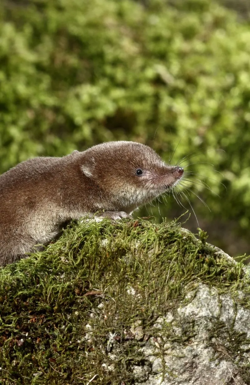 La musaraigne : cette infatigable exploratrice du jardin - RTBF Actus