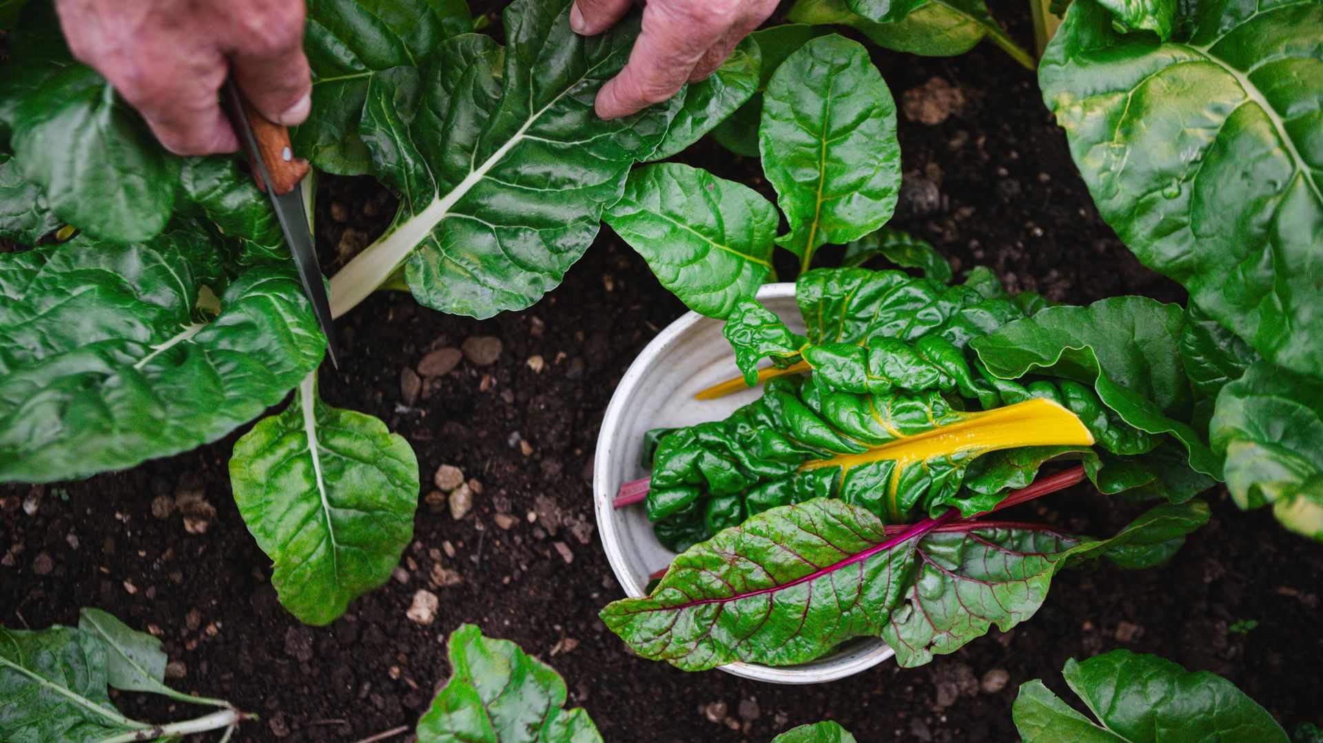 Bettes ou blettes : quelle différence et comment les cuisiner ? - RTBF ...