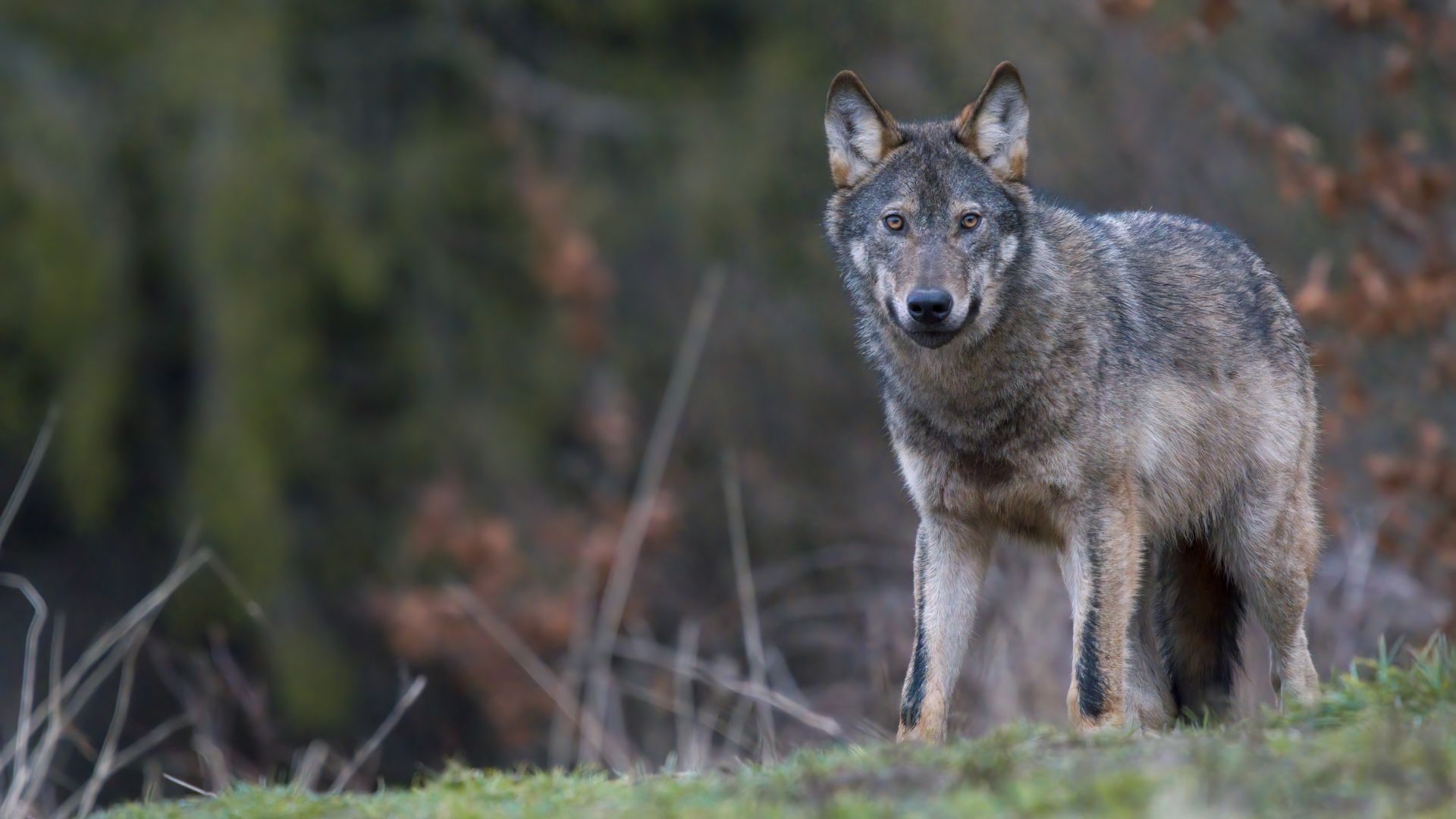 Un couple de loups en foret d'Anlier - RTBF Actus