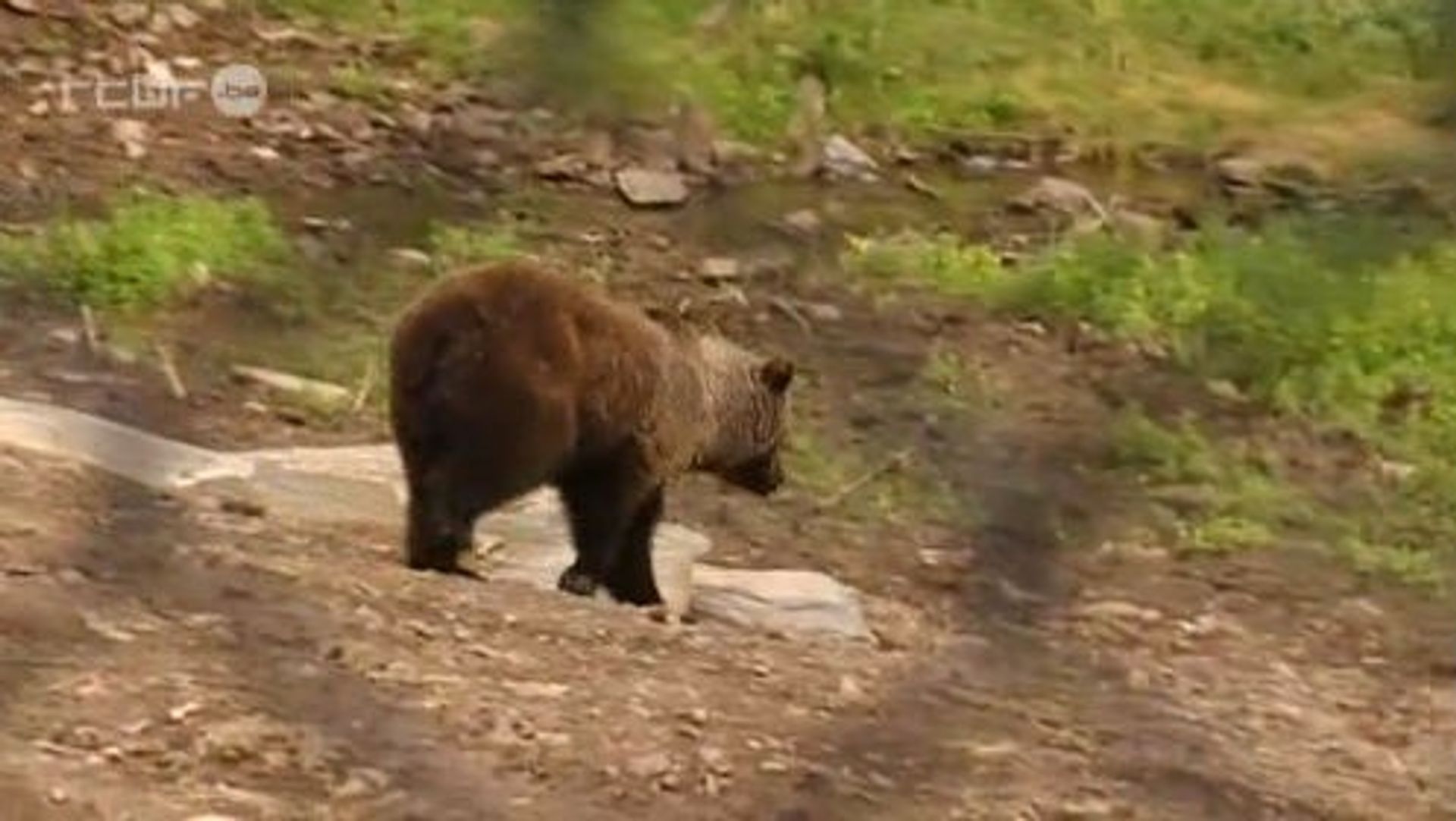 Theux : Des Ours en semi-liberté au parc Forestia - - Auvio