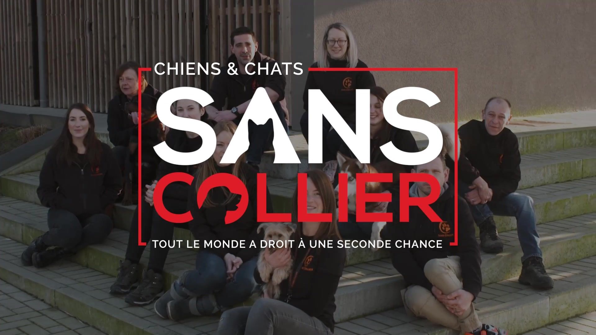 Chiens et chats sans collier - - Auvio