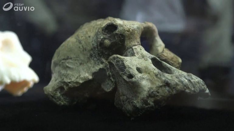 le tchadanthropus