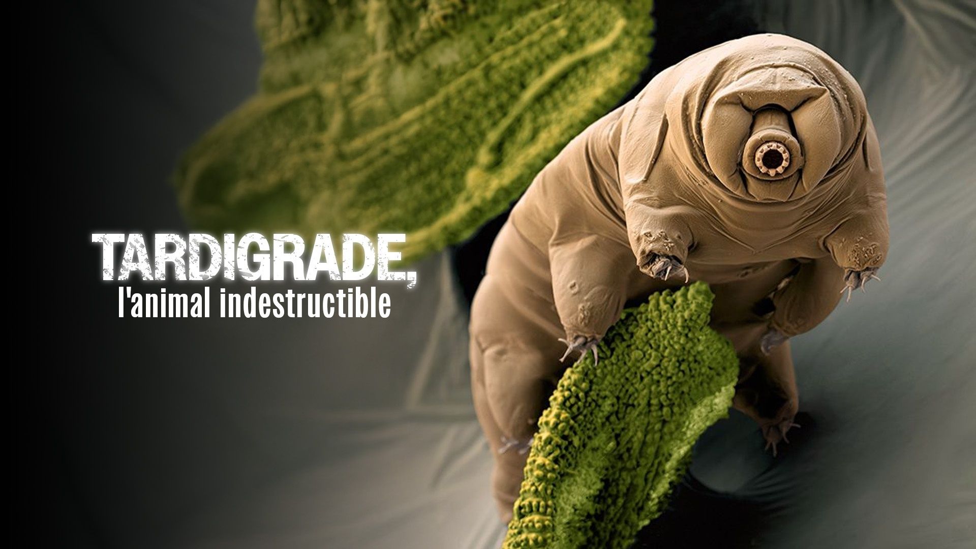 Tardigrade, l'animal indestructible - Auvio