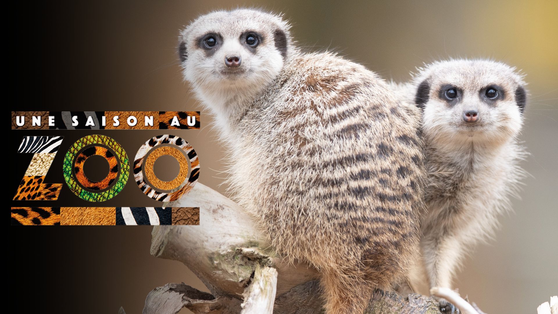 Une saison au zoo - Auvio
